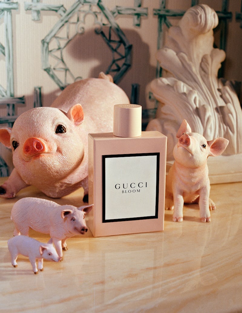 Gucci's New Campaign Features A Group Of Mini Pigs