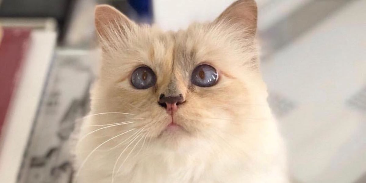 What Will Happen To Choupette?