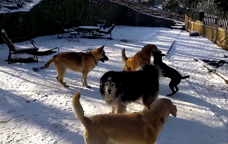 Old Friends Senior Dogs Sanctuary Is A Retirement Home For Dogs That ...