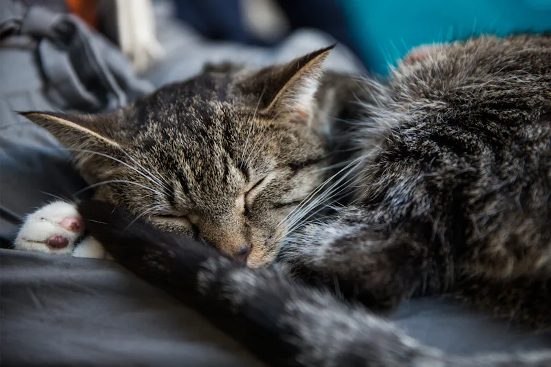 What Your Sleeping Style Says About You 16 Different Ways Of Catching What Your Sleeping Style Says About You 16 Different Ways Of Catching