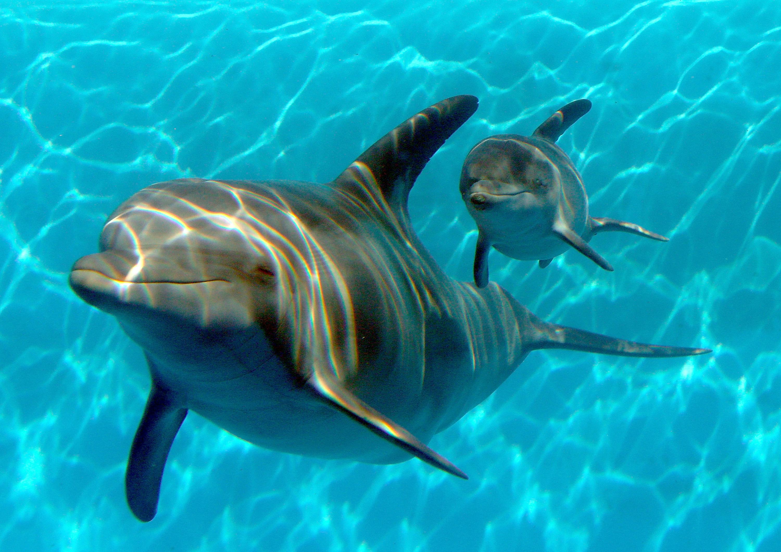 Crimea's Combat Dolphins Are Caught Between Russia and Ukraine