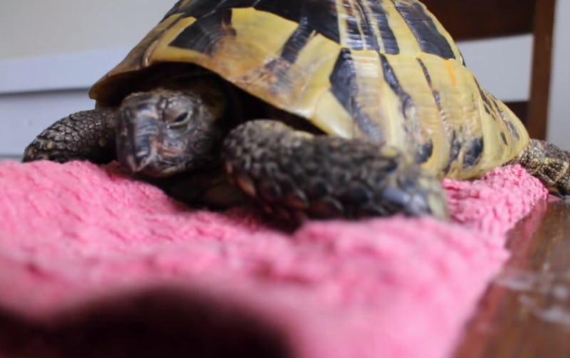 Man Wakes Up His Pet Tortoise Who Has Been Hibernating In A Fridge For ...