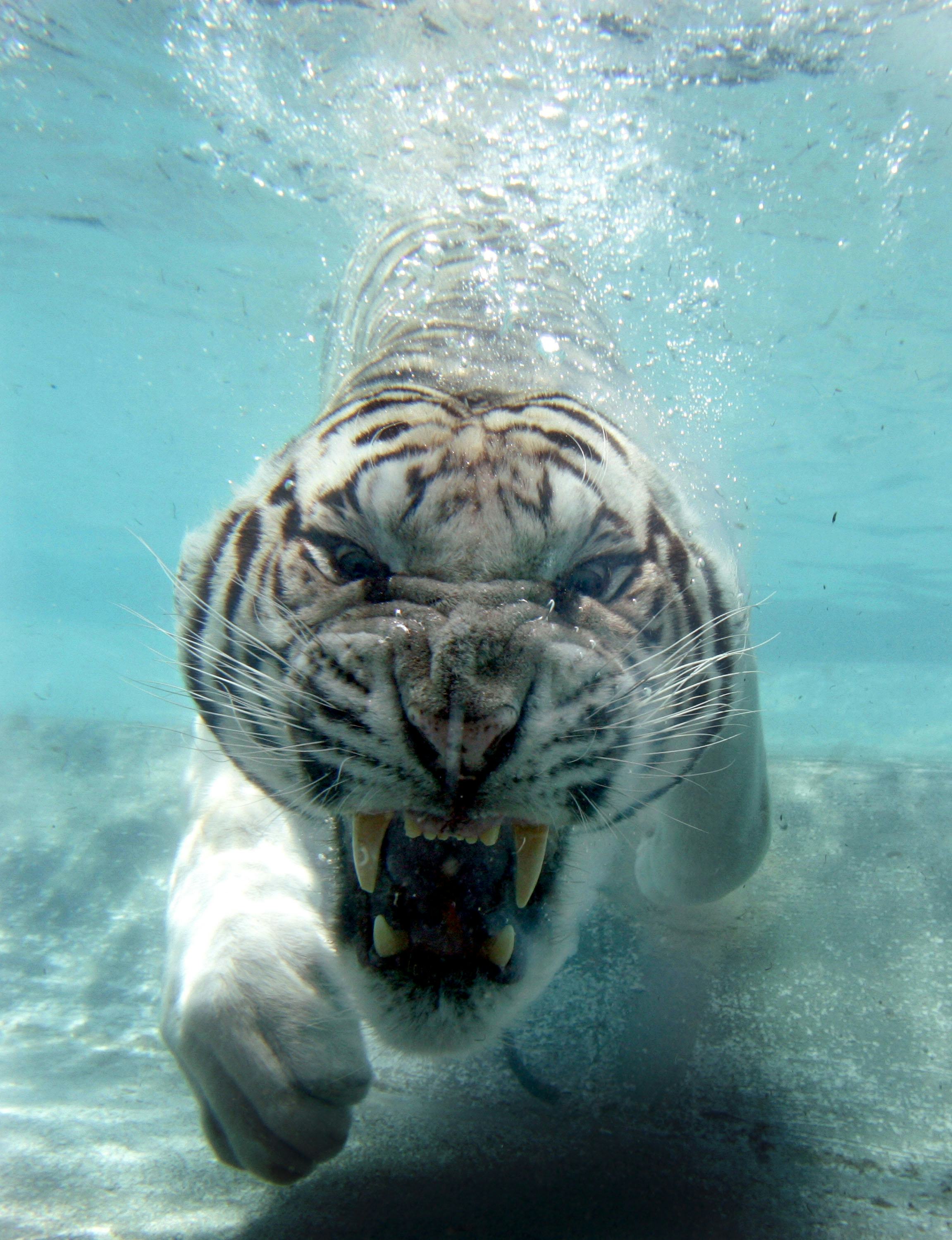 Vladimir Putin's Tiger Swims To China In A Land Grab Inspired By His ...