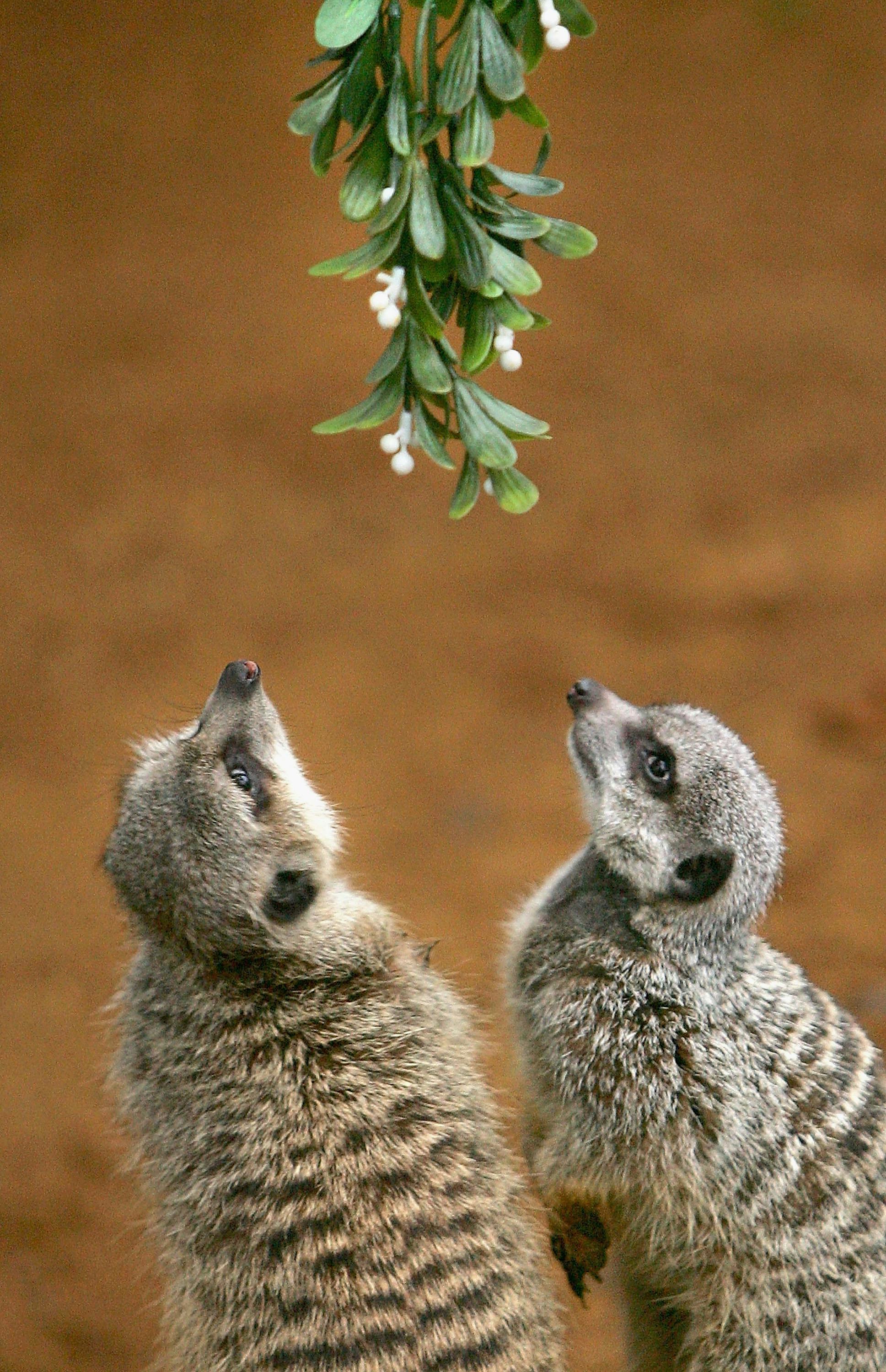 8 Mistletoe Facts That Are So Weird, They Might Make You Rethink This ...