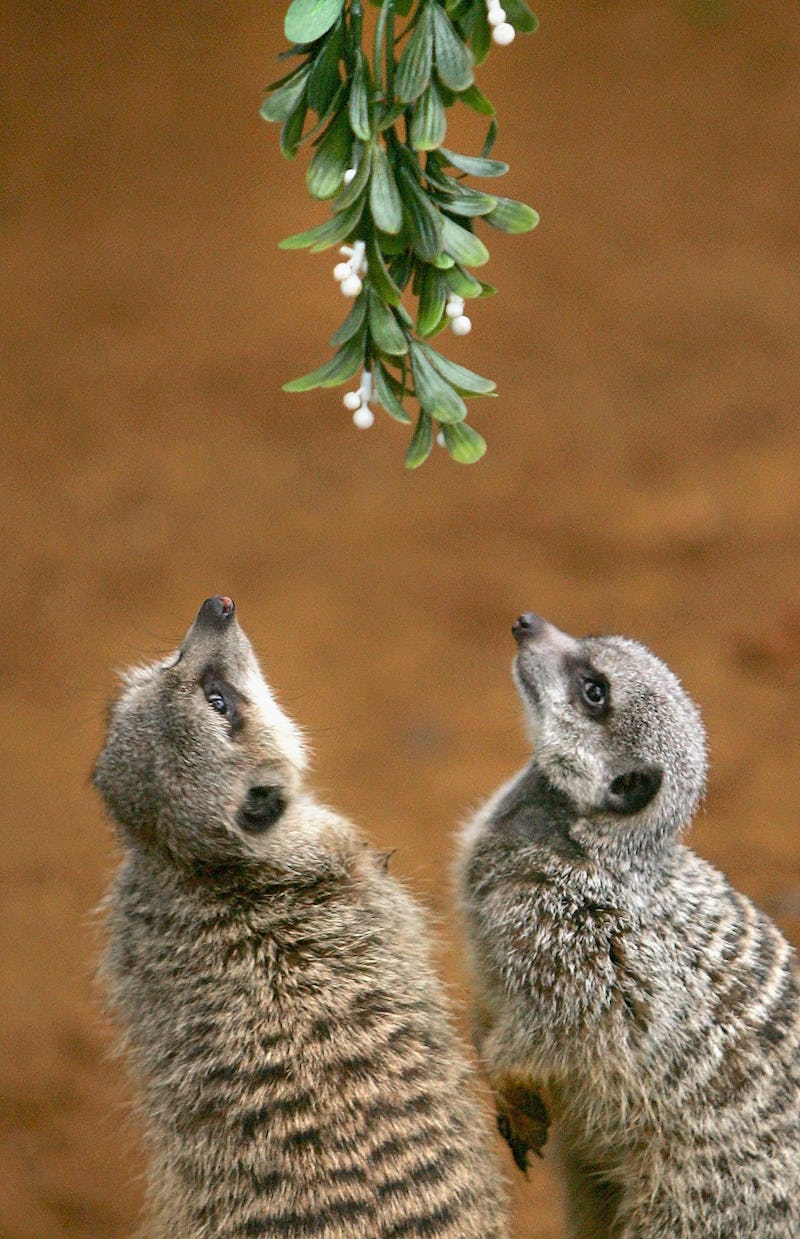 8 Mistletoe Facts That Are So Weird, They Might Make You Rethink This ...