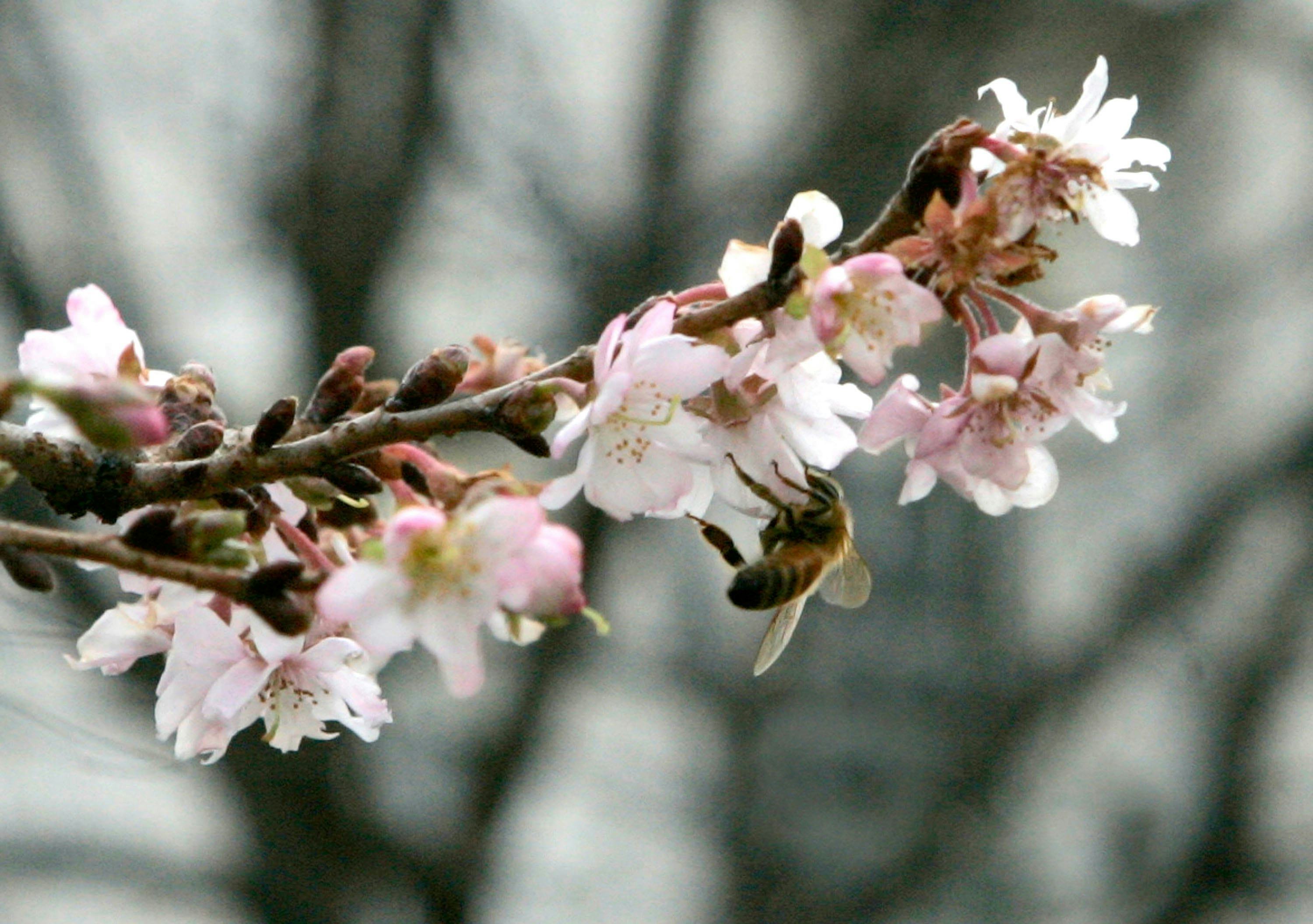 Cancer-Fighting Bee & Scorpion Venom Is In Our Future, Science Says