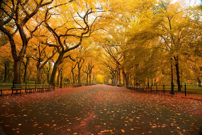 10 Autumn Quotes To Get You Excited About the First Day of Fall