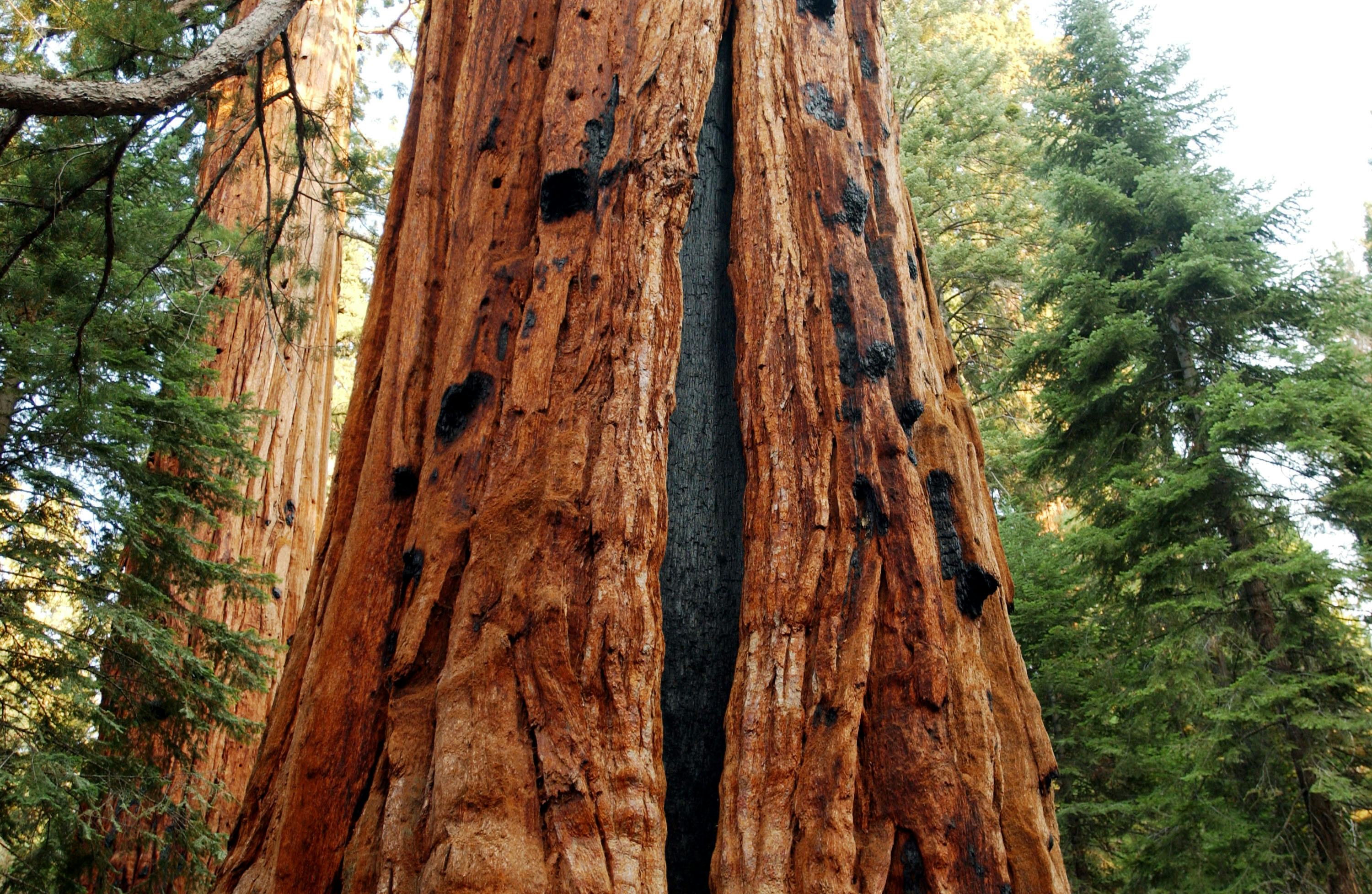 How To Celebrate Arbor Day 6 Different Ways If You Can't Plant A Tree