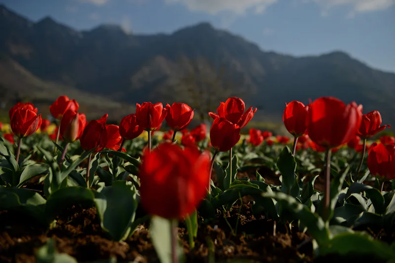 4 Spring Equinox Traditions From Around The World