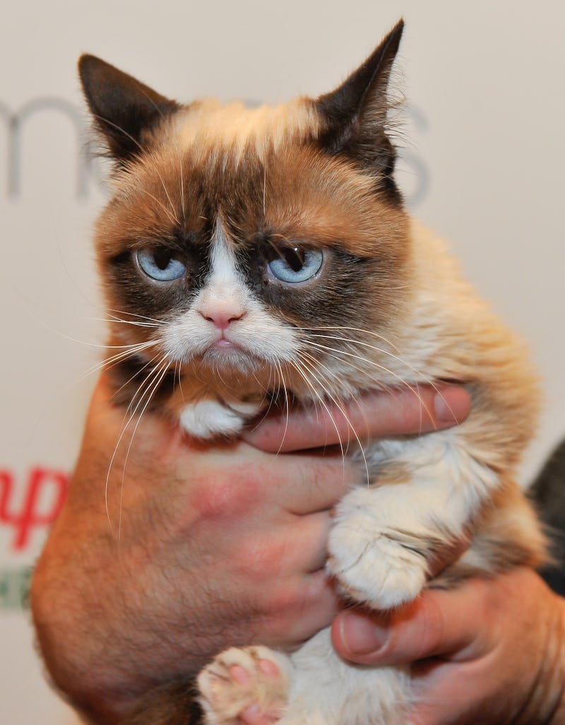 Grumpy Cat Is Now "Writing" Comic Books, And Here Are 6 Sarcastic ...