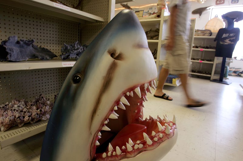 10 Best Discovery Channel Shark Week Show Names From the Ridiculous to ...