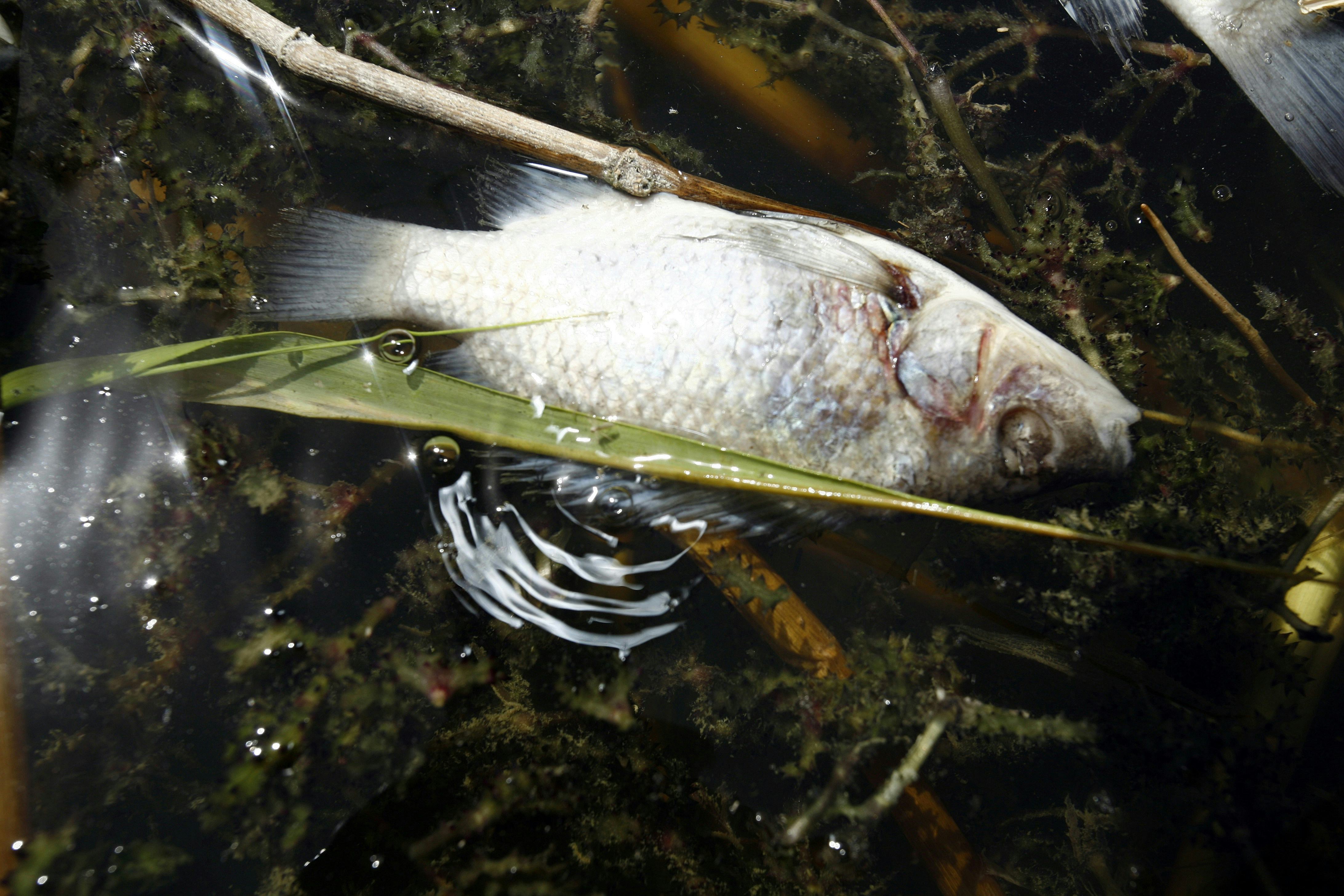 Fish Poisoning Is More Common These Days So Watch Out For These Kinds ...