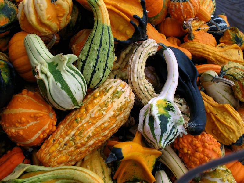How To Decorate With Gourds This Autumn, Because It's Not Just About ...