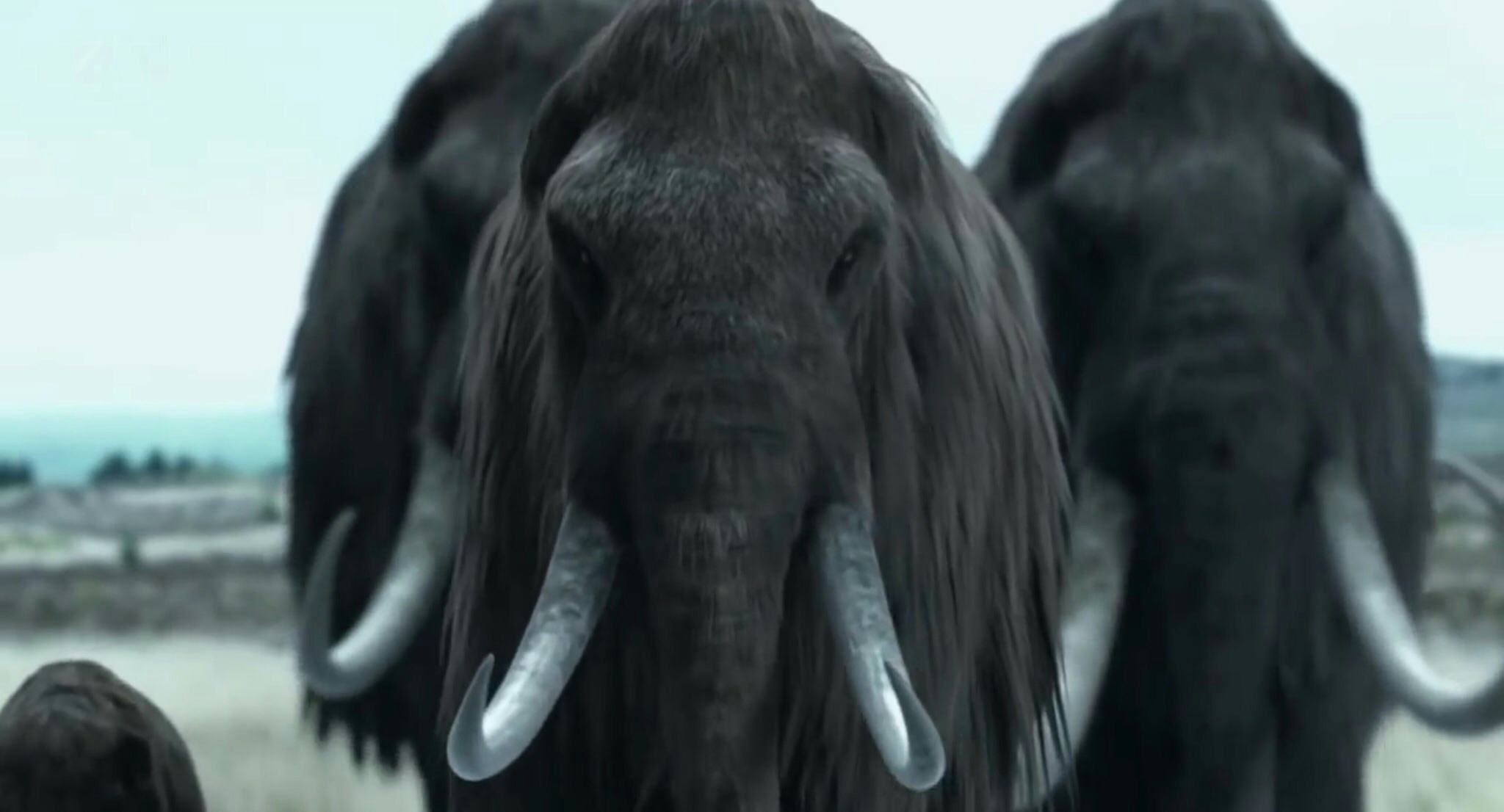 We're Getting Closer To Cloned Woolly Mammoths, But Is It Ethical To Do So?