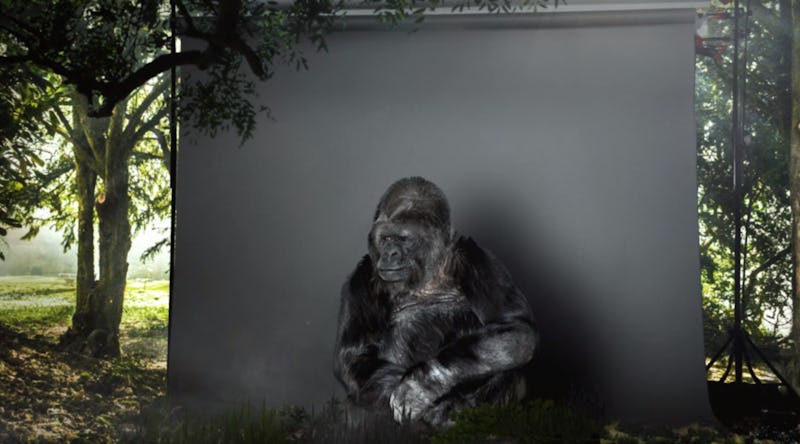 Koko The Signing Gorilla Releases Message Urging Humans To Take Care Of ...