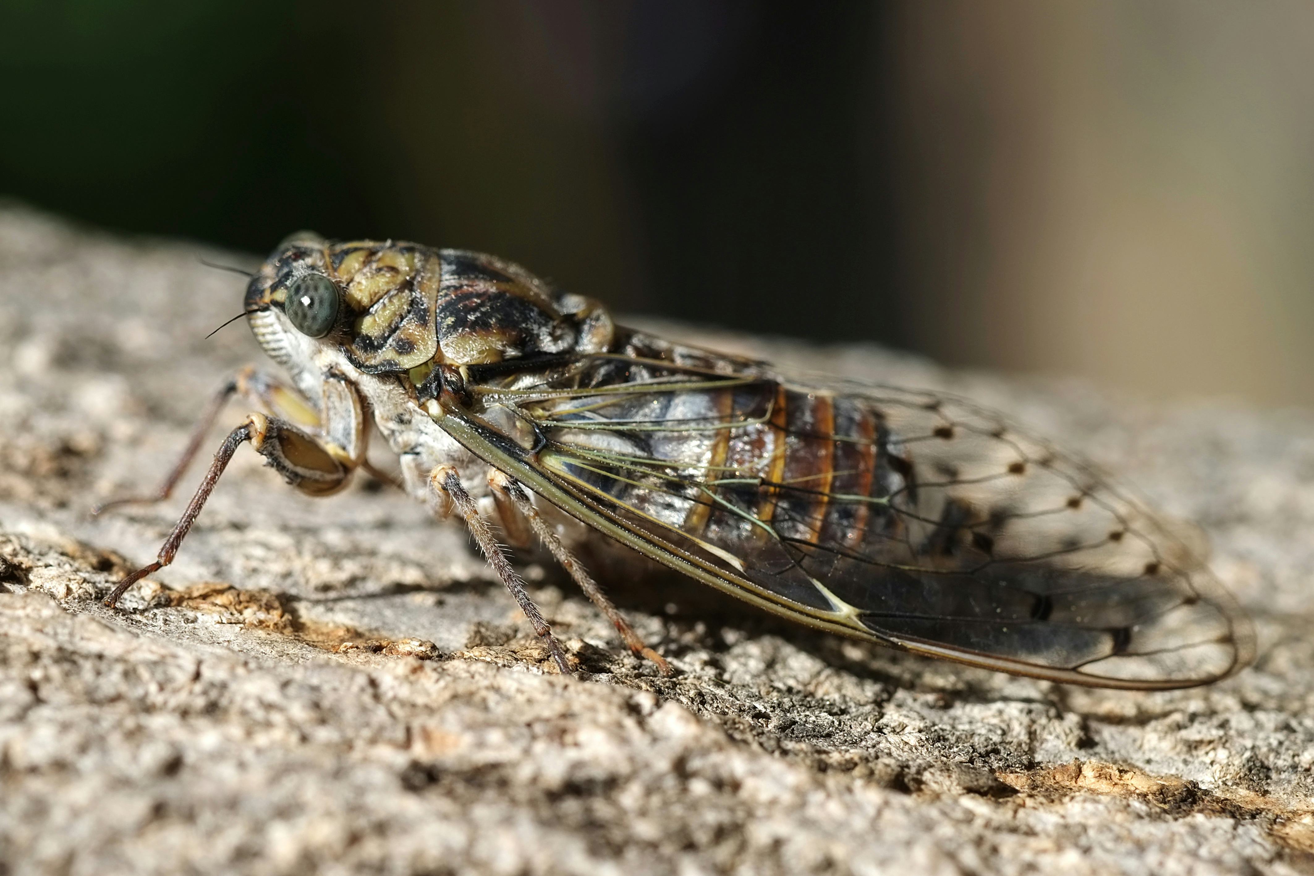 How Often Is Cicada Mating Season? More Often Than You May Think ...