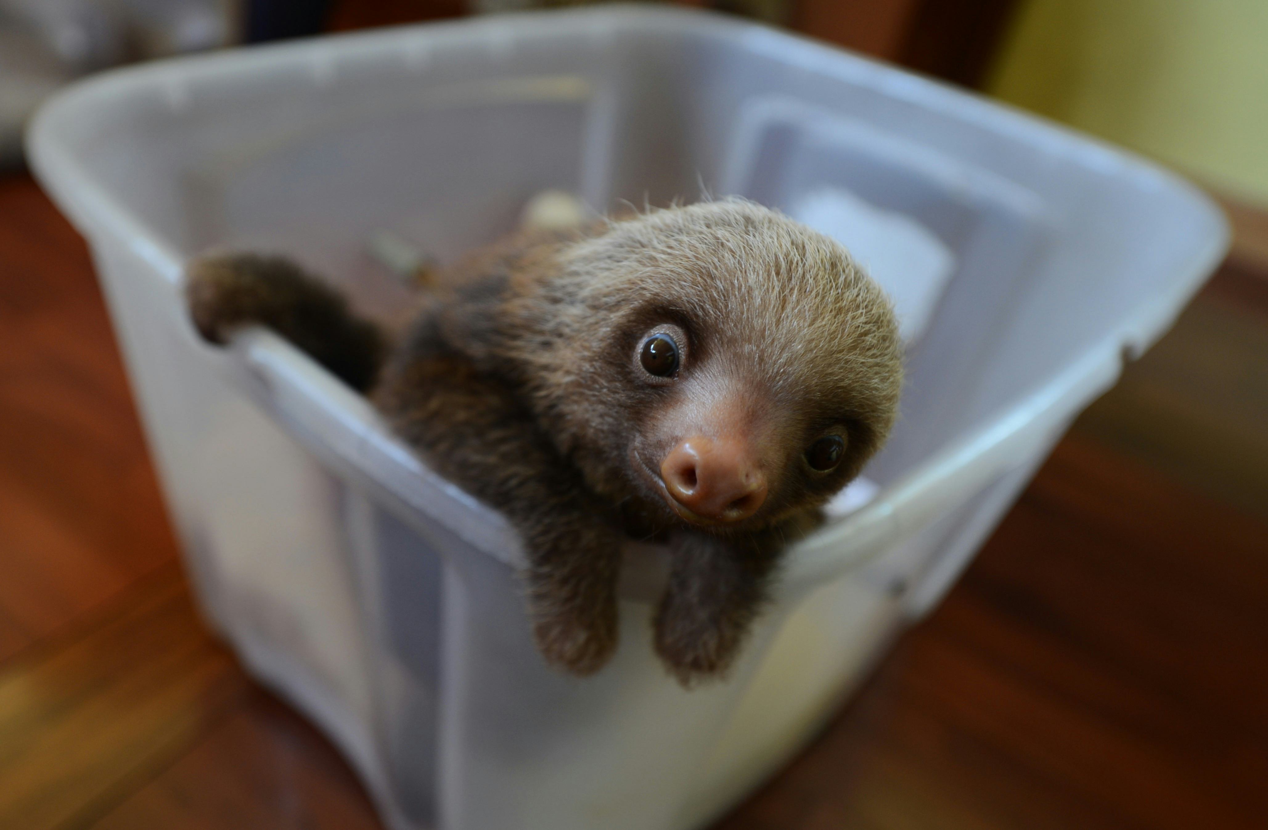The Sloth Institute Costa Rica Takes Care Of Baby Sloths, And It's Even ...