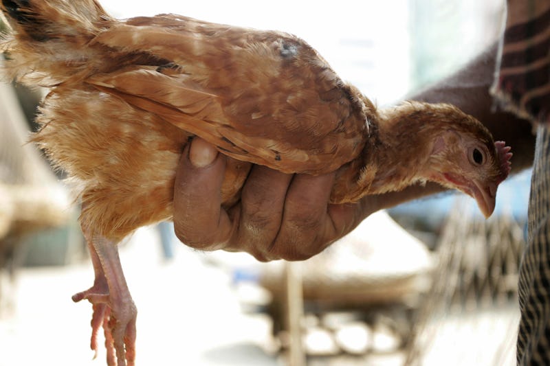Americans Can't Stop Cuddling Chickens, And It's Making Us Sick