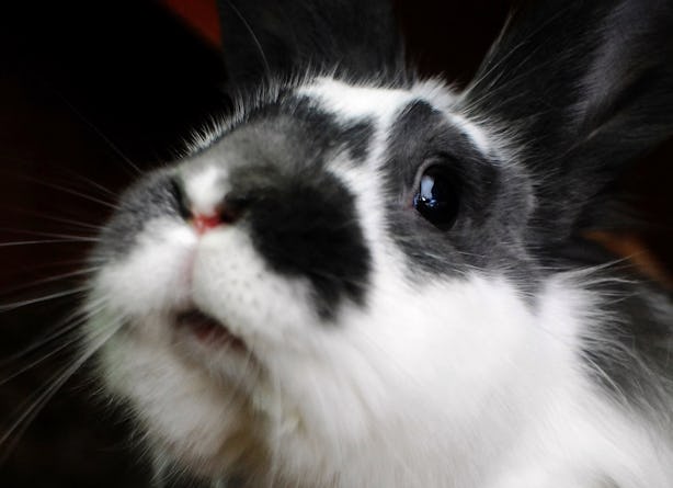 6 Style Lessons We Can Learn From Bunny Rabbits — Time To Dress Bravely ...