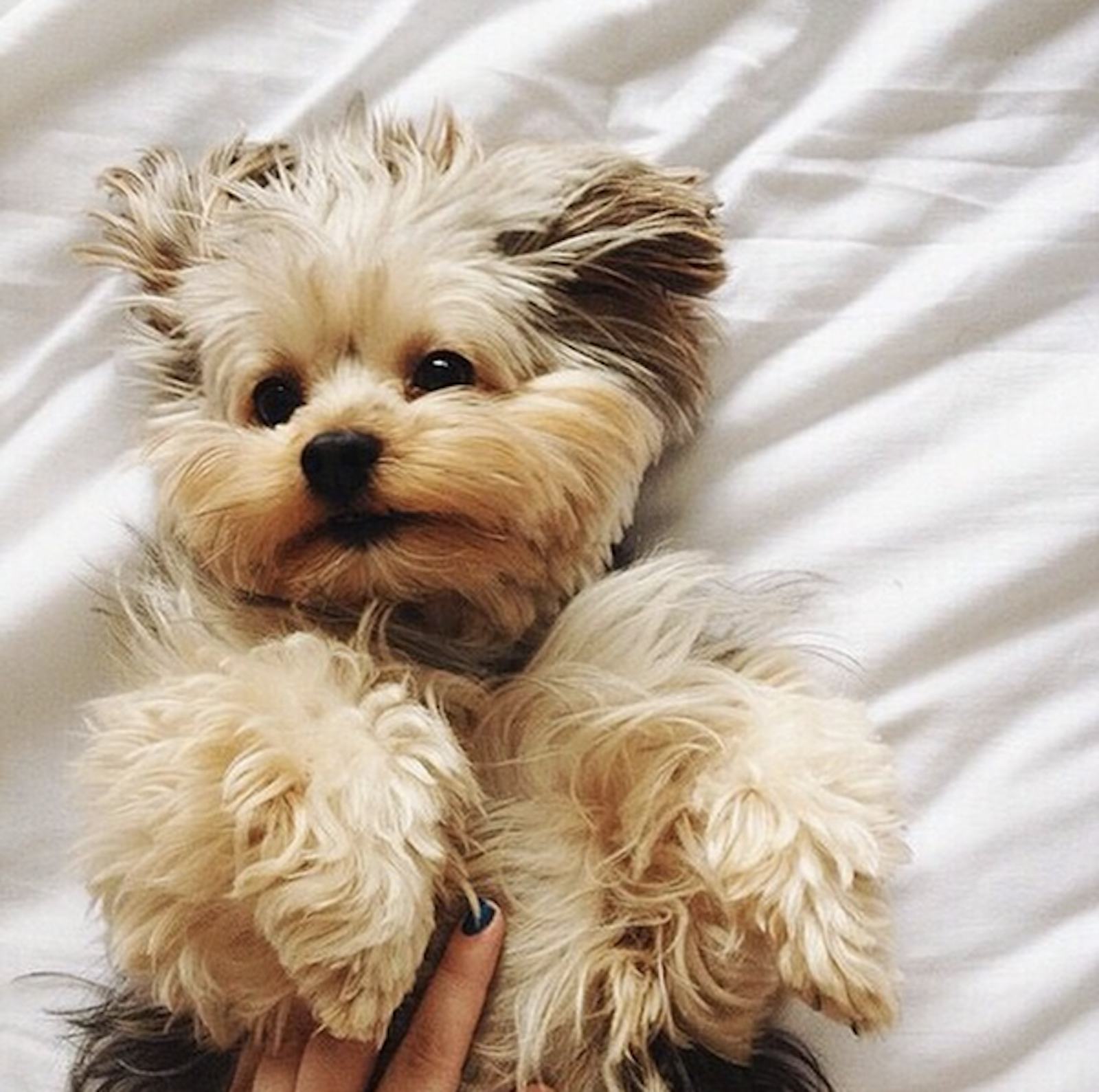 15 Puppy Photos That Will Cheer You Up And Make Your Heart Burst In A ...