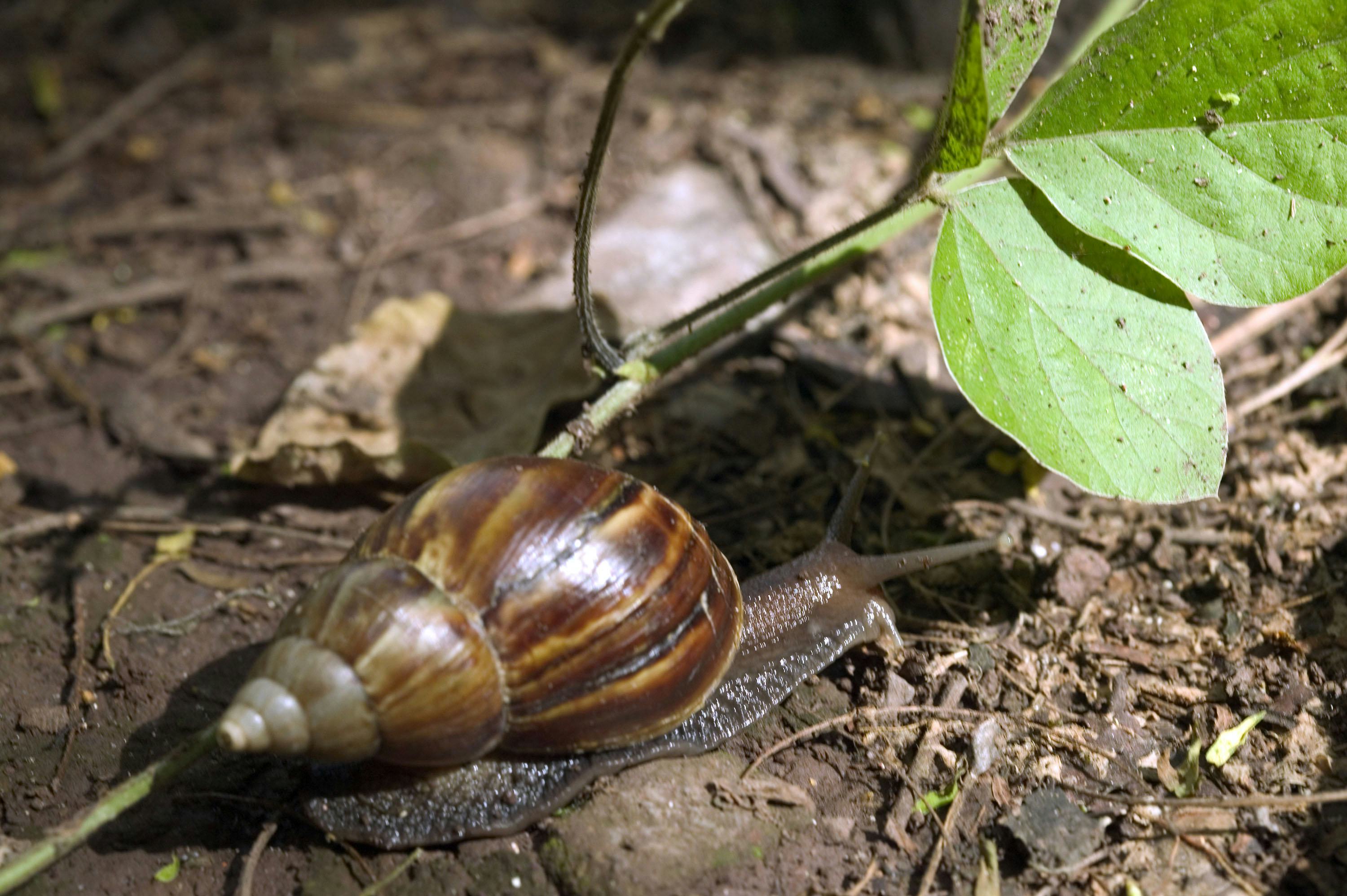 67 Giant African Snails Seized At LAX, Thankfully Denied Entry Into U.S.