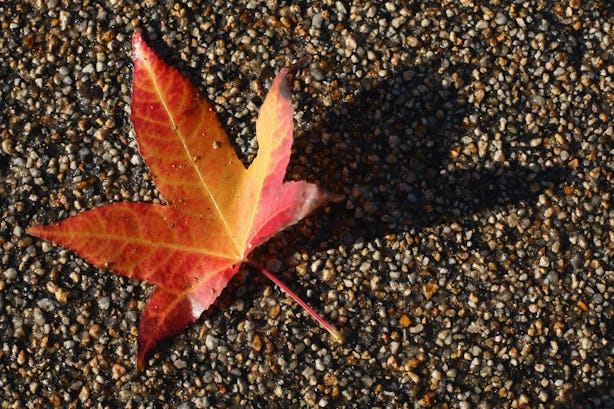 Why Fall Is The Best Season: 21 Cozy Things To Look Forward To As ...