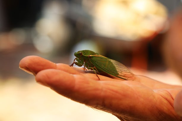How To Eat Cicadas — That Is, If You're Brave Enough To Try
