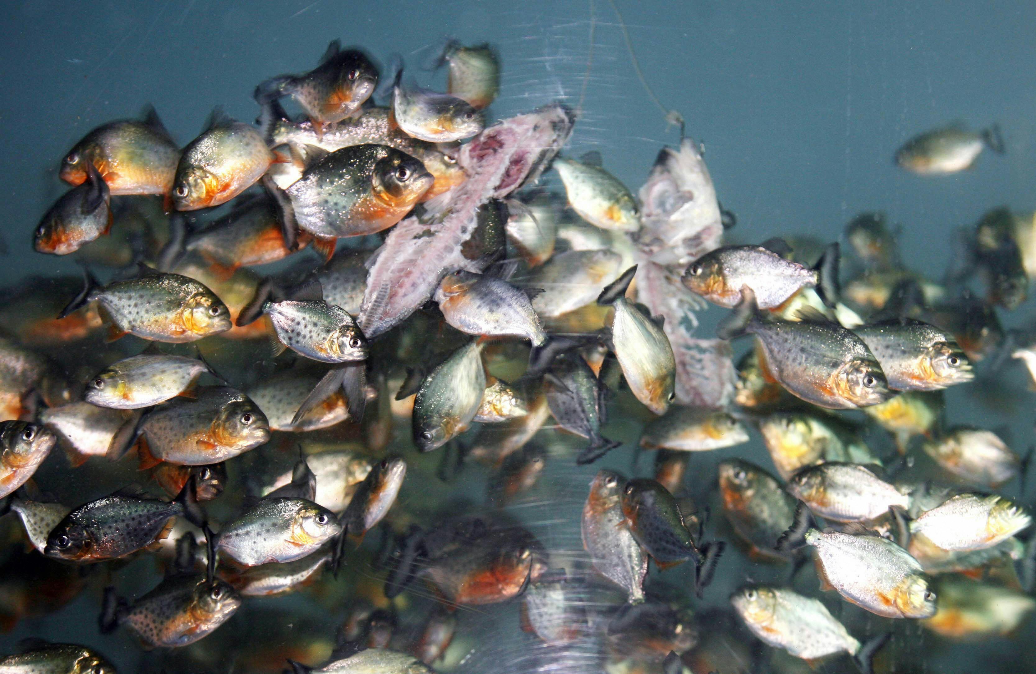 This Is What It Really Looks Like To Feed Piranhas, In Case You Forgot ...
