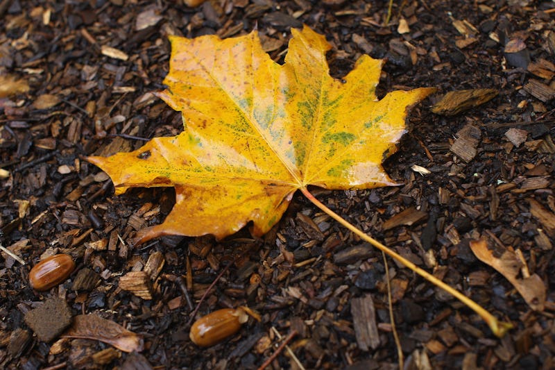 10 Reasons Fall is Actually The Worst Season And You're All Wrong For ...