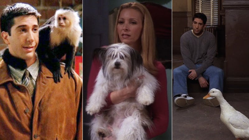 Ranking Every Animal On 'Friends,' From Marcel The Monkey To Mrs ...