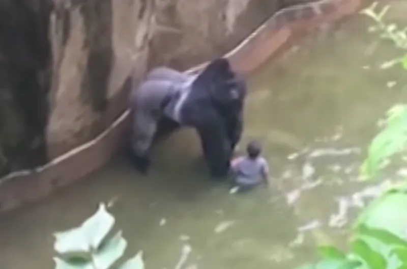 Tributes To Harambe Of The Cincinnati Zoo Are Pouring In, Grieving His ...