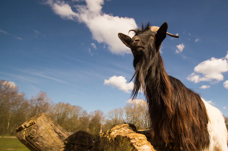 What Does GOAT Mean Plus 5 GOATs We Should All Learn From Admire What Does GOAT Mean Plus 5 GOATs We Should All Learn From Admire