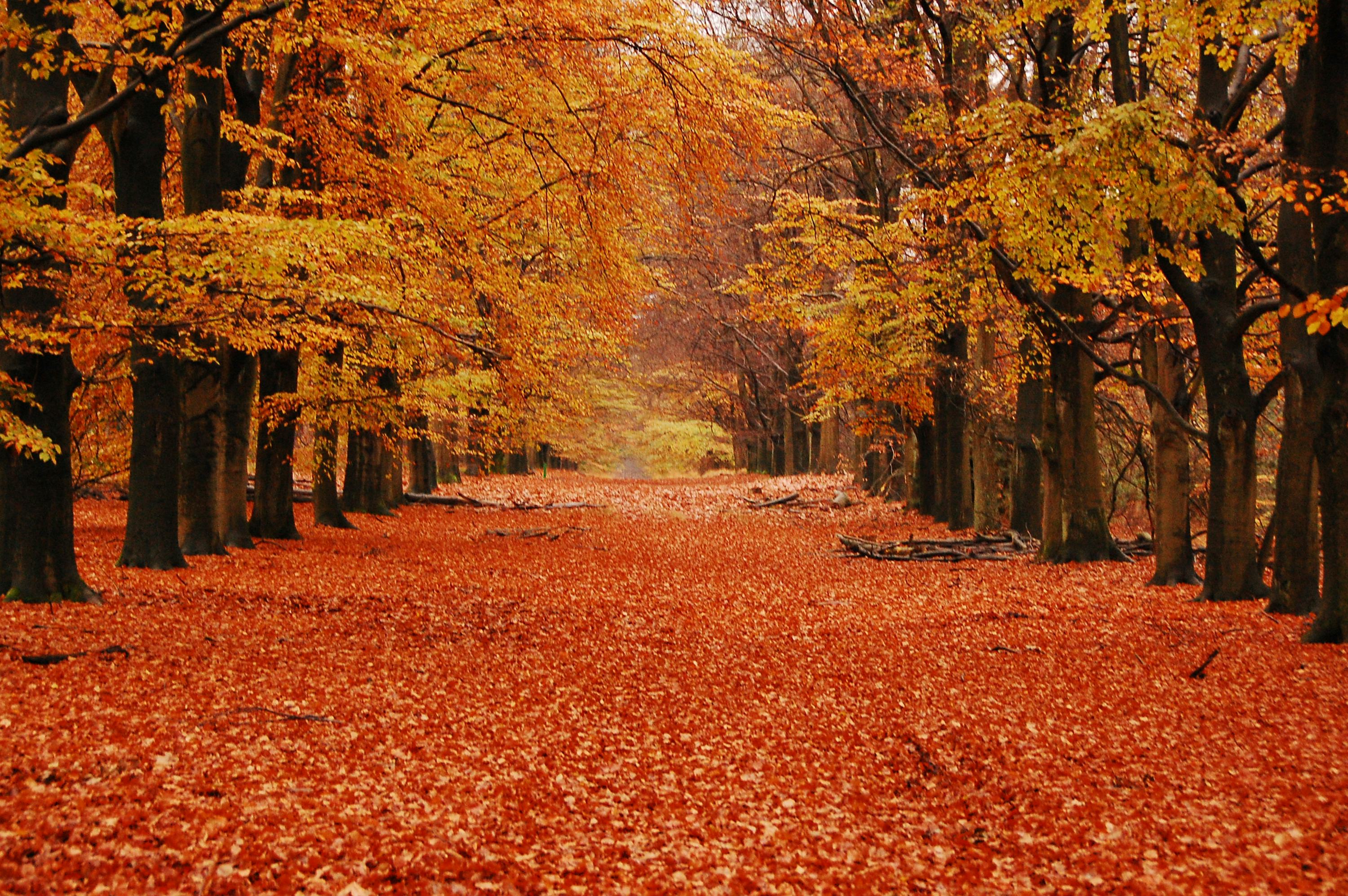 13 Literary Quotes About Fall To Get You Excited That The Season Is ...