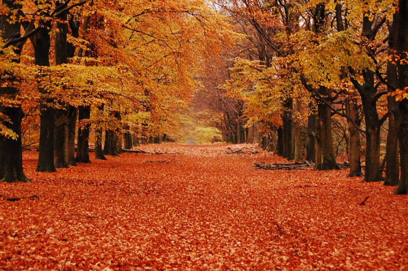 13 Literary Quotes About Fall To Get You Excited That The Season Is ...