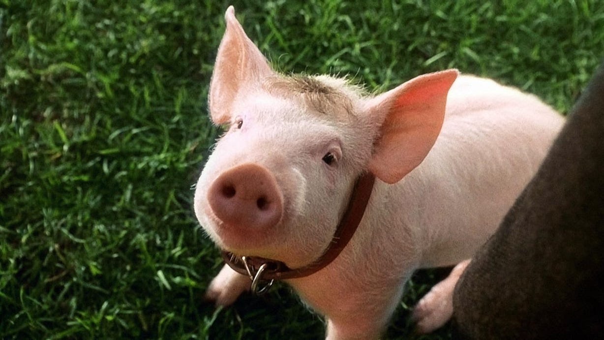 7 Near Perfect Pig Films In Honor Of Babe s 20th Anniversary From 7-near-perfect-pig-films-in-honor-of-babe-s-20th-anniversary-from