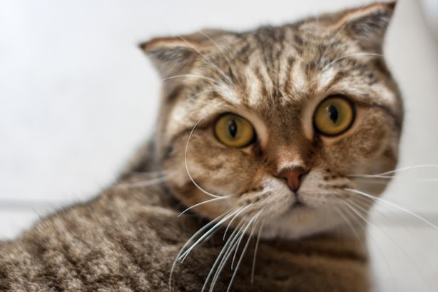 Adopting A Cat For The First Time? 5 Things You Need To Know Before You ...