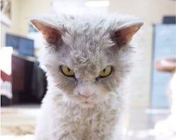 This Is Pompous Albert The Cat's World And He's Just Letting Us Live In ...