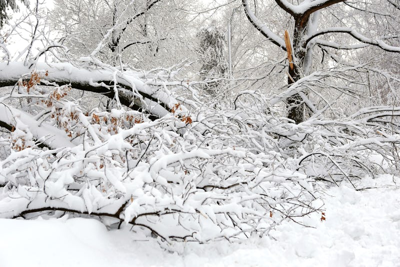 Winter Storm Juno Inspires Hilarious Snowpocalypse Reactions Before It ...