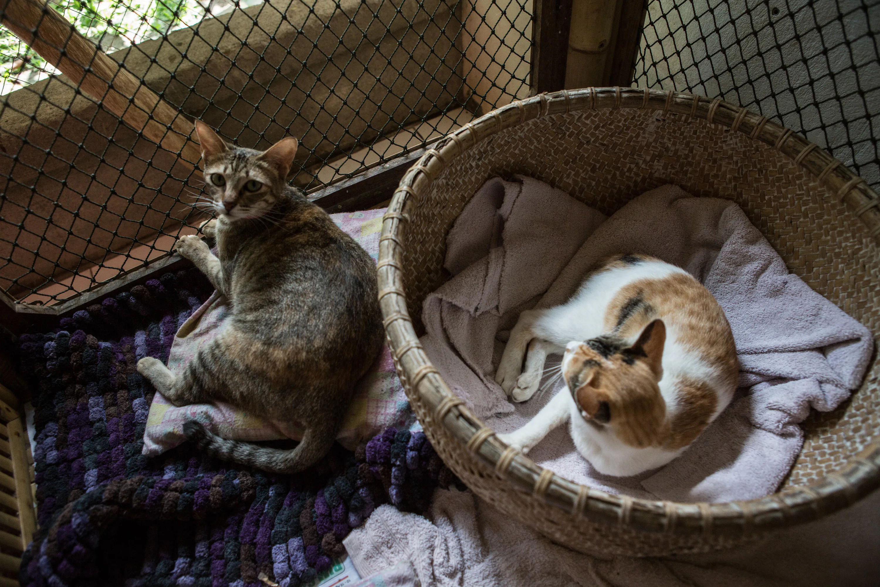 The Lincolnshire Trust For Cats Is Basically A Retirement Home For ...