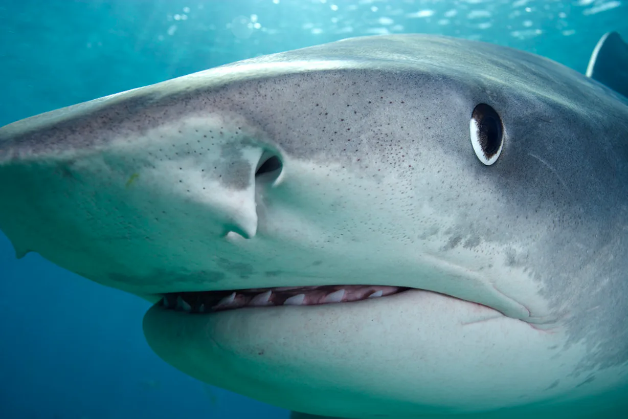16 Weirdest Things Ever Found Inside a Shark's Stomach