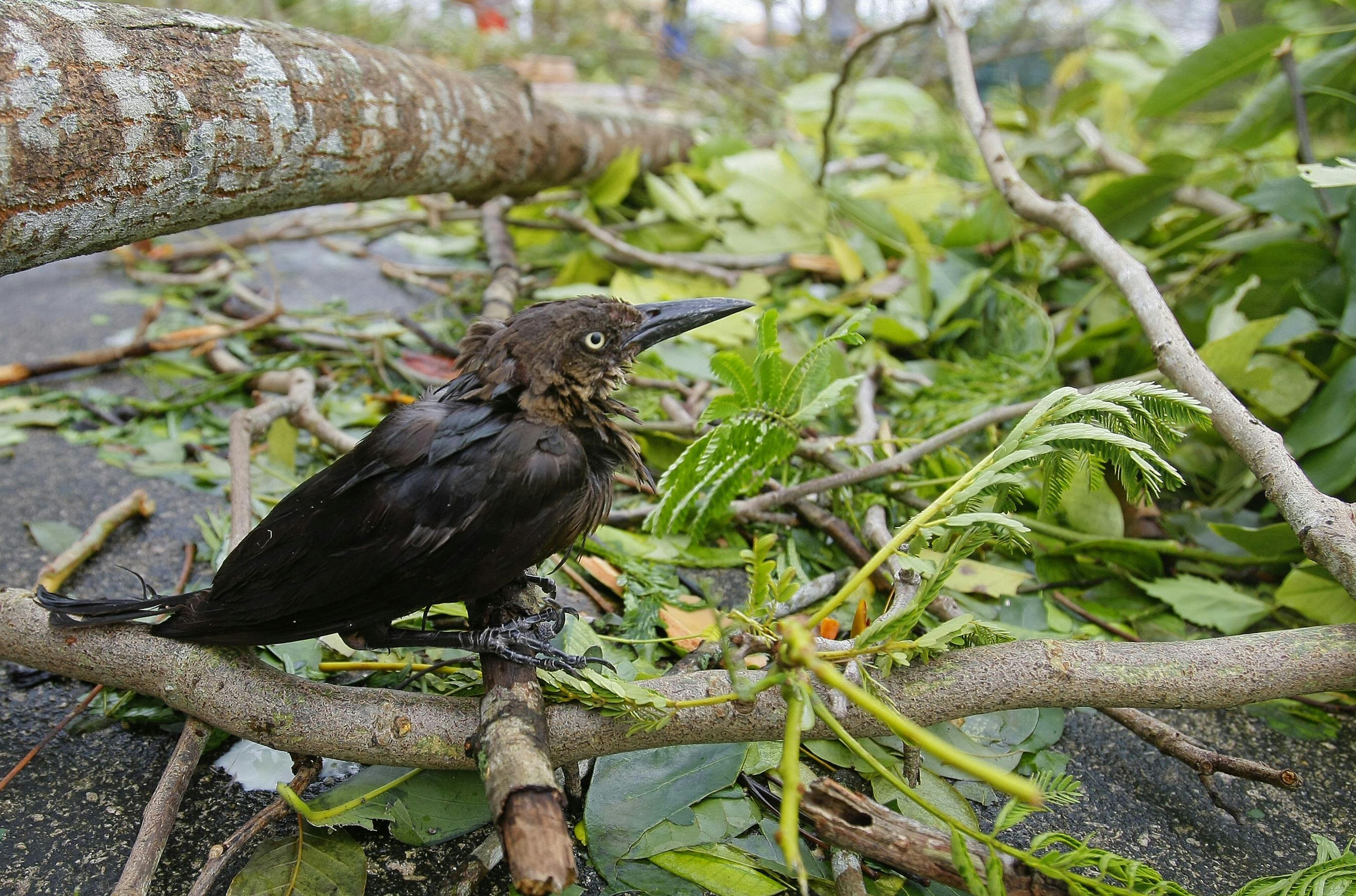 47 Birds Fall From The Sky In Boston & The Weird Part Is How Often This ...