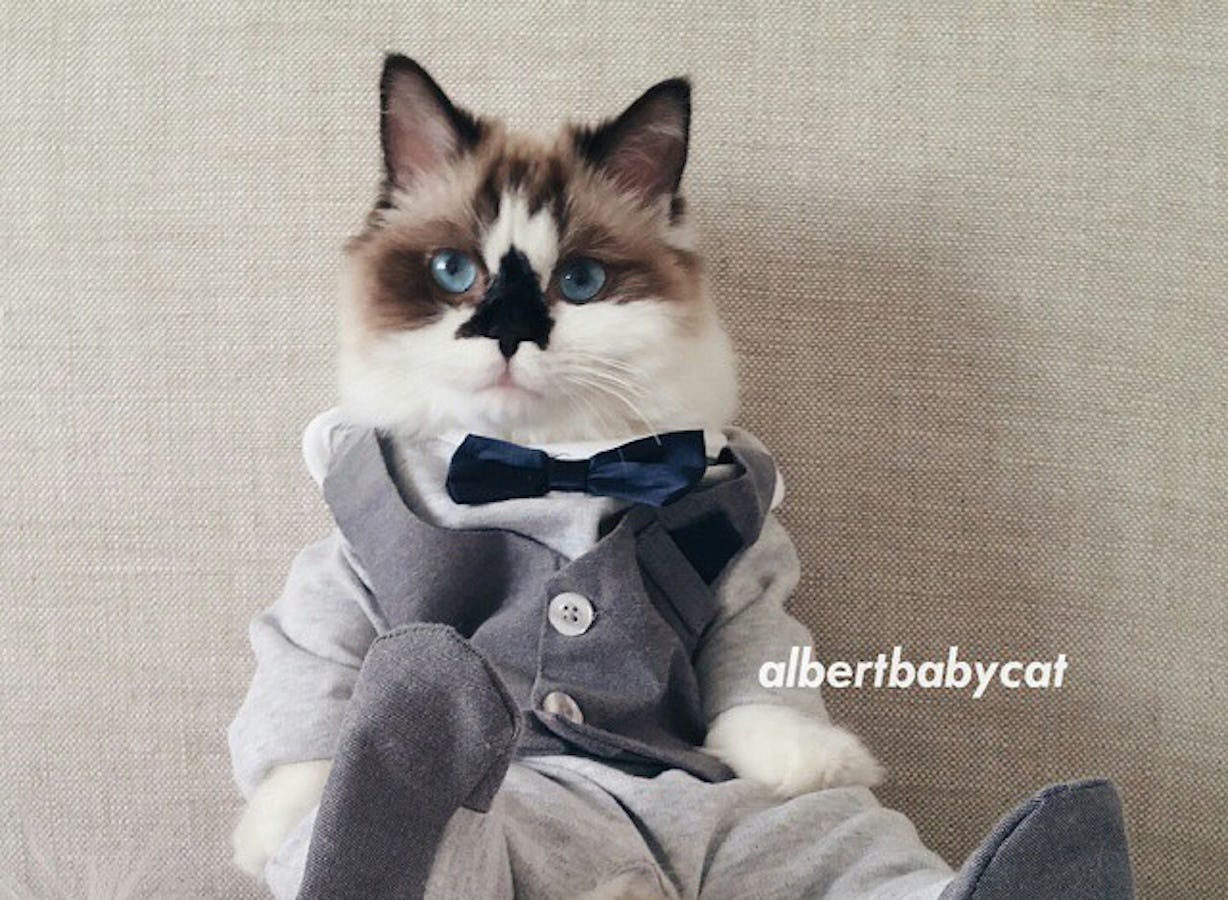 Meet Albert Baby Cat: The Instagram Cat Who Dresses Better Than Most ...