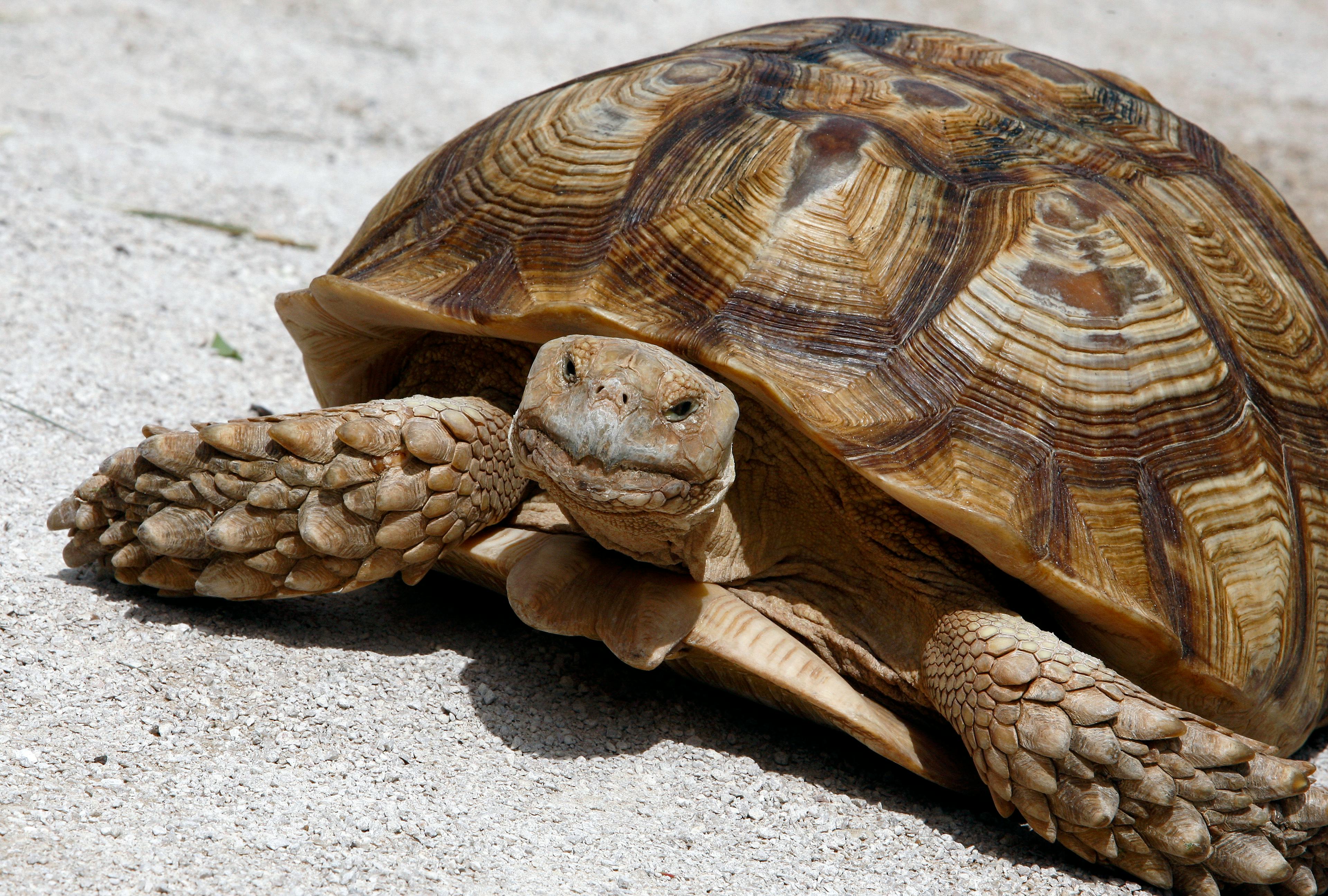 Tortoise Gets Interrupted Making Sweet Tortoise Love And Slowly Chases ...