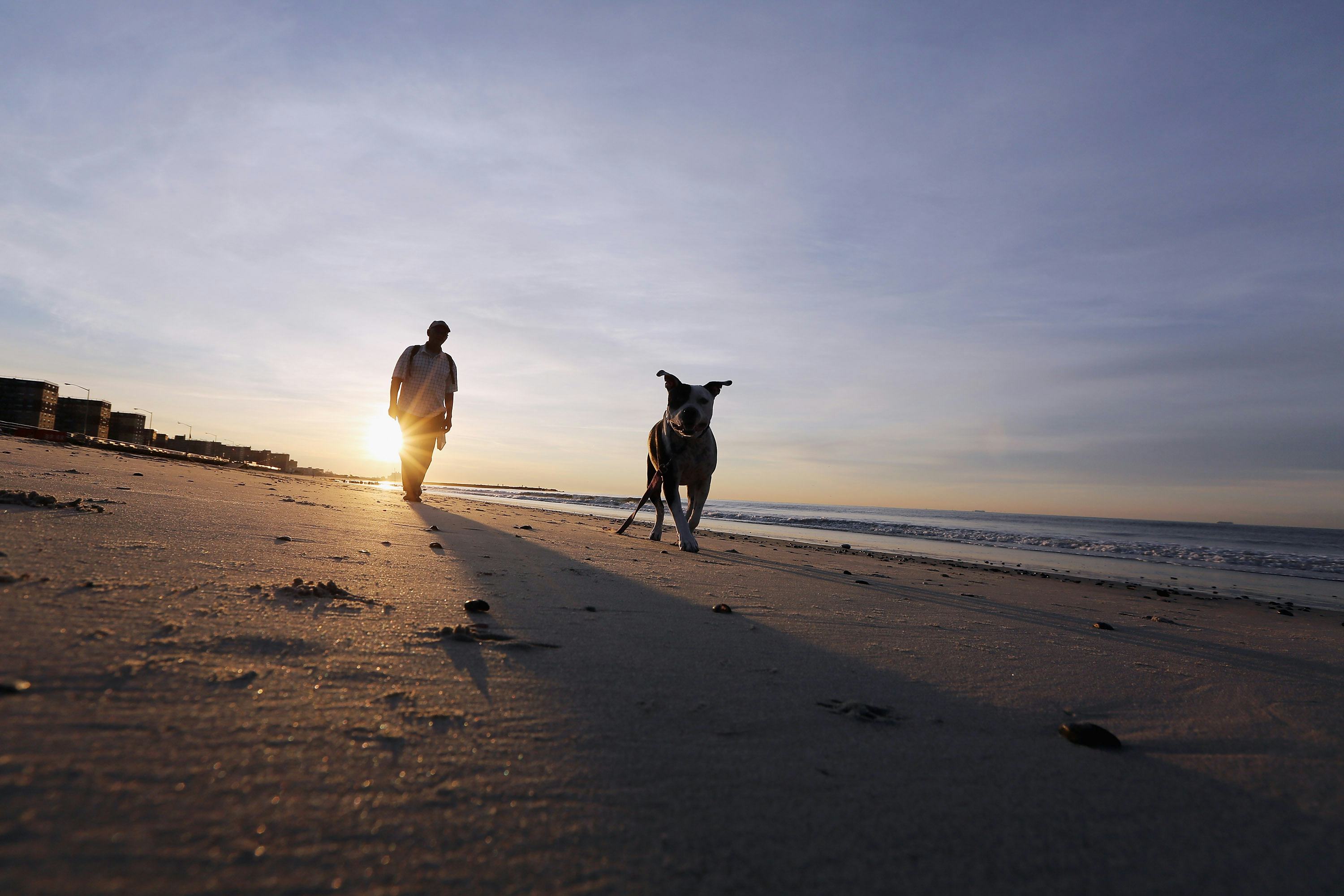 Watch Casey The Dog Finally Reunite With Her Owner, Actually Faint With ...