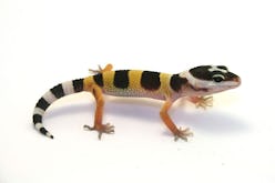 Missing: Russia's Sex Geckos, Perilously Lost In Outer Space