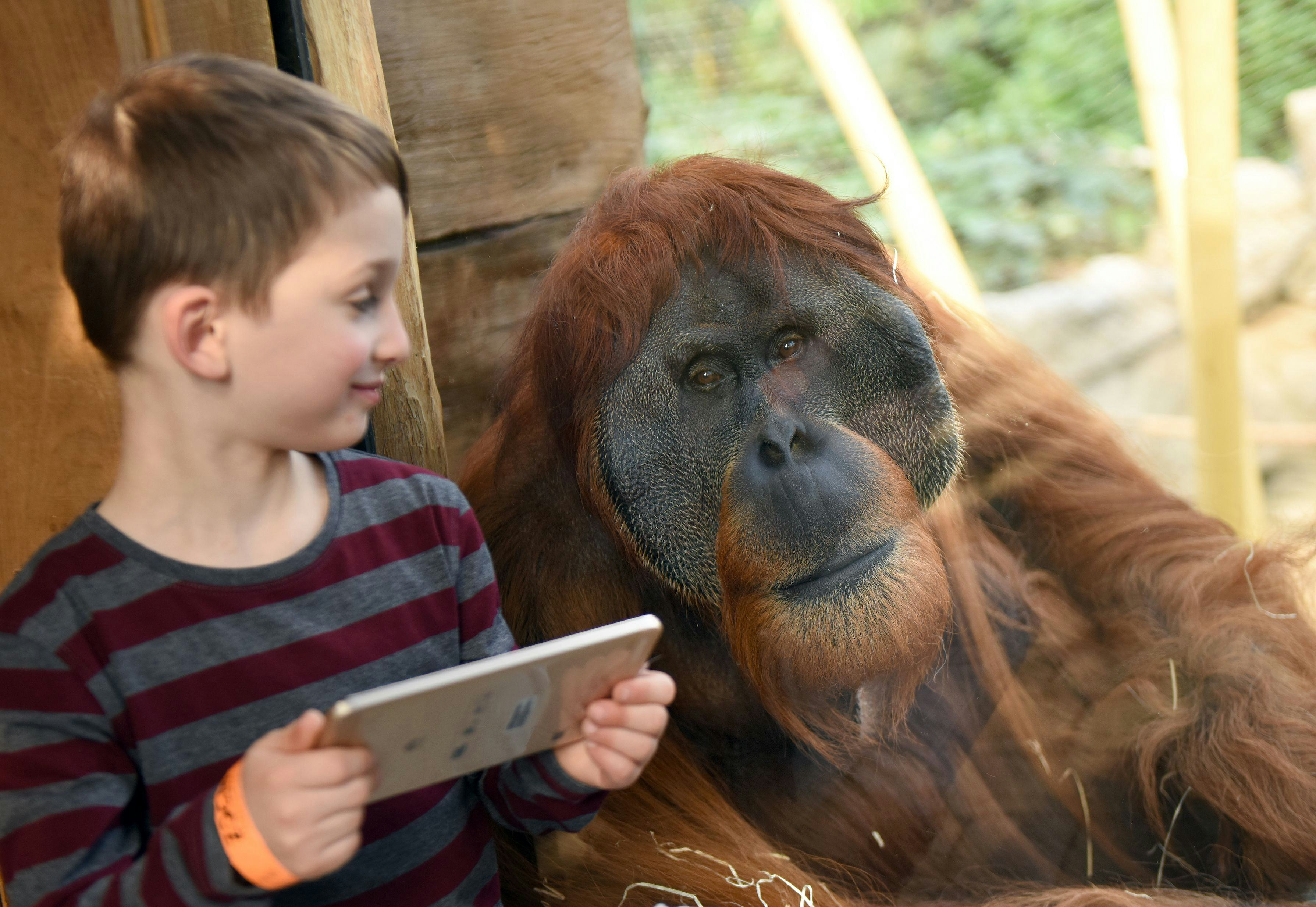 Fifth Graders In Brooklyn Are Saving Orangutans — One Children's Book ...