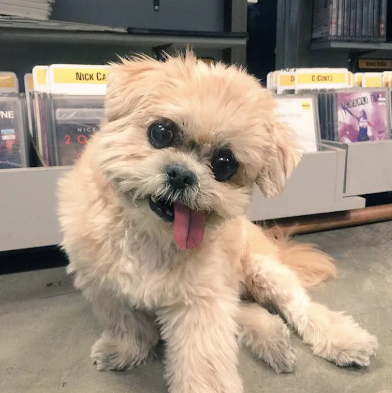 Marnie The Dog Is An Instagram Doggy Darling, And Probably Most ...