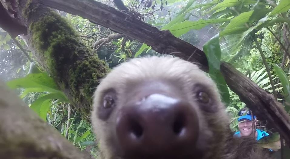This Sloth Taking A Selfie is Everything You Need Today, Plus More ...