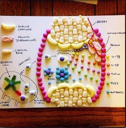 The Candy Anatomy Instagram Is Your New Favorite Way To Study The Human ...