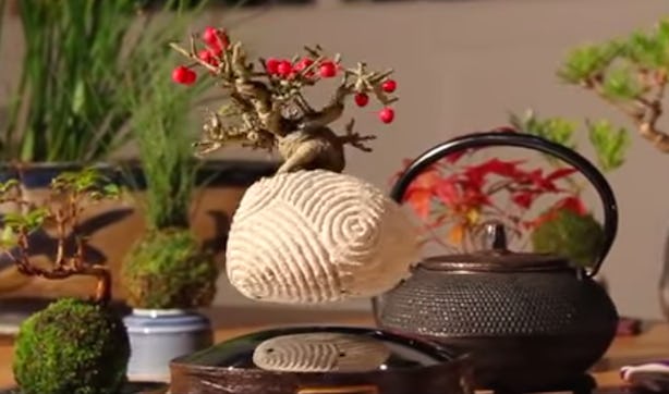 Where To Buy Floating Bonsai Trees, Because These Creations Are Worth ...